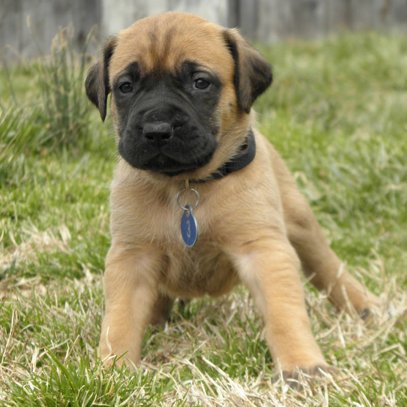 ENGLISH MASTIFF Puppies For Sale!